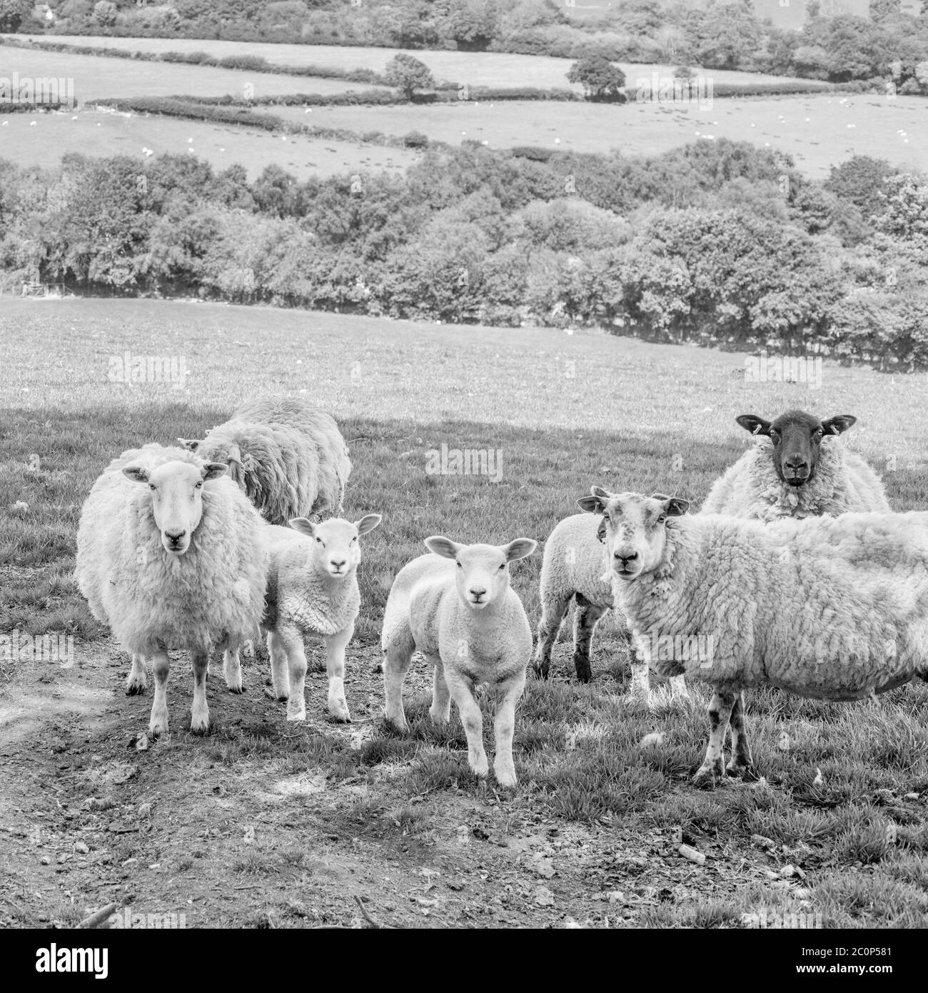 Startled look Black and White Stock Photos & Images - Alamy