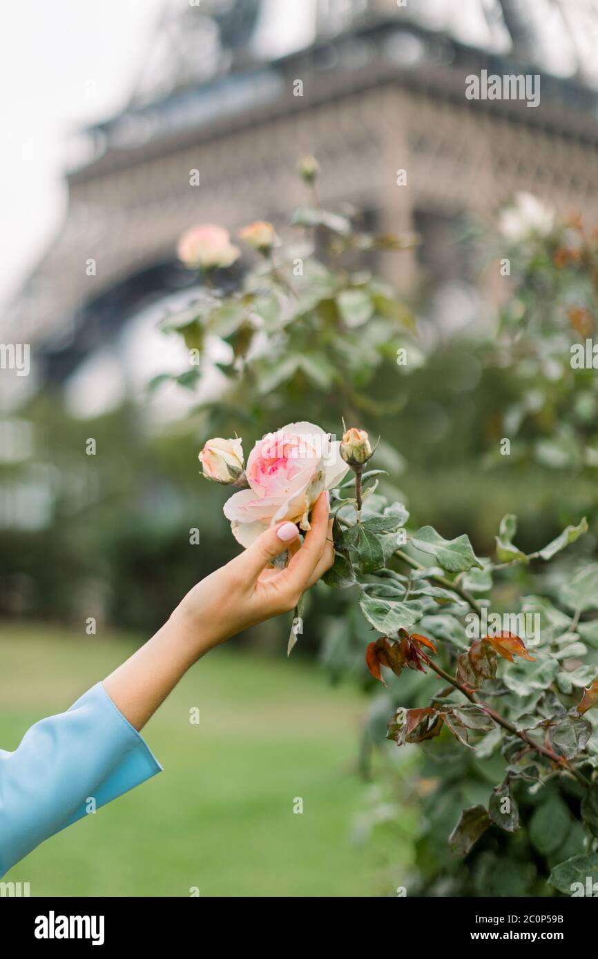 Close up cropped image of female hand touching beautiful pink rose ...