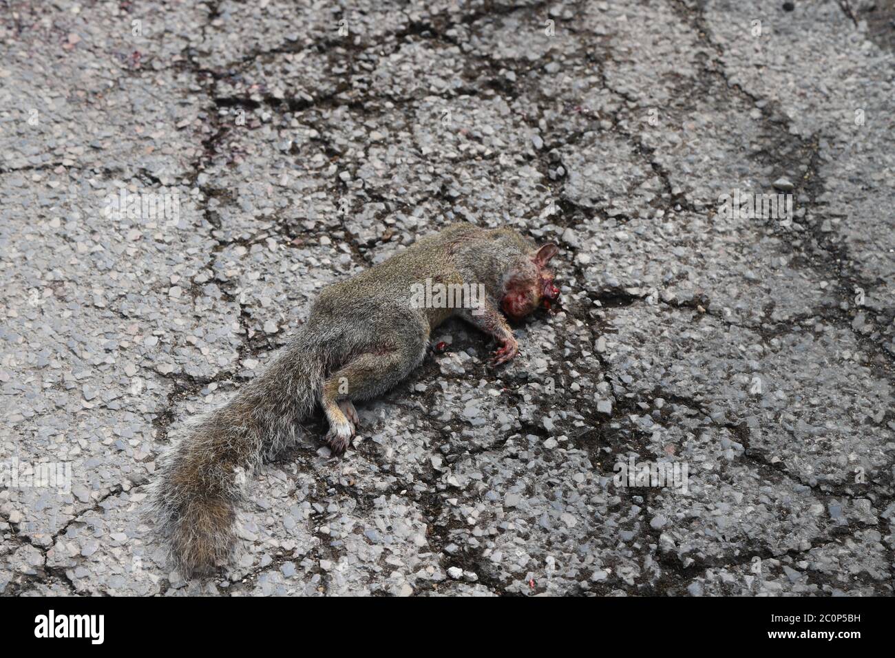 dead squirrel road kill Stock Photo - Alamy