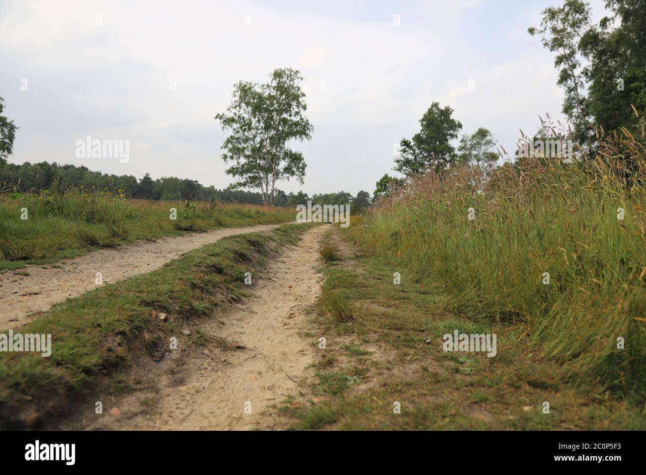 deserted sandy track across heathland Stock Photo - Alamy