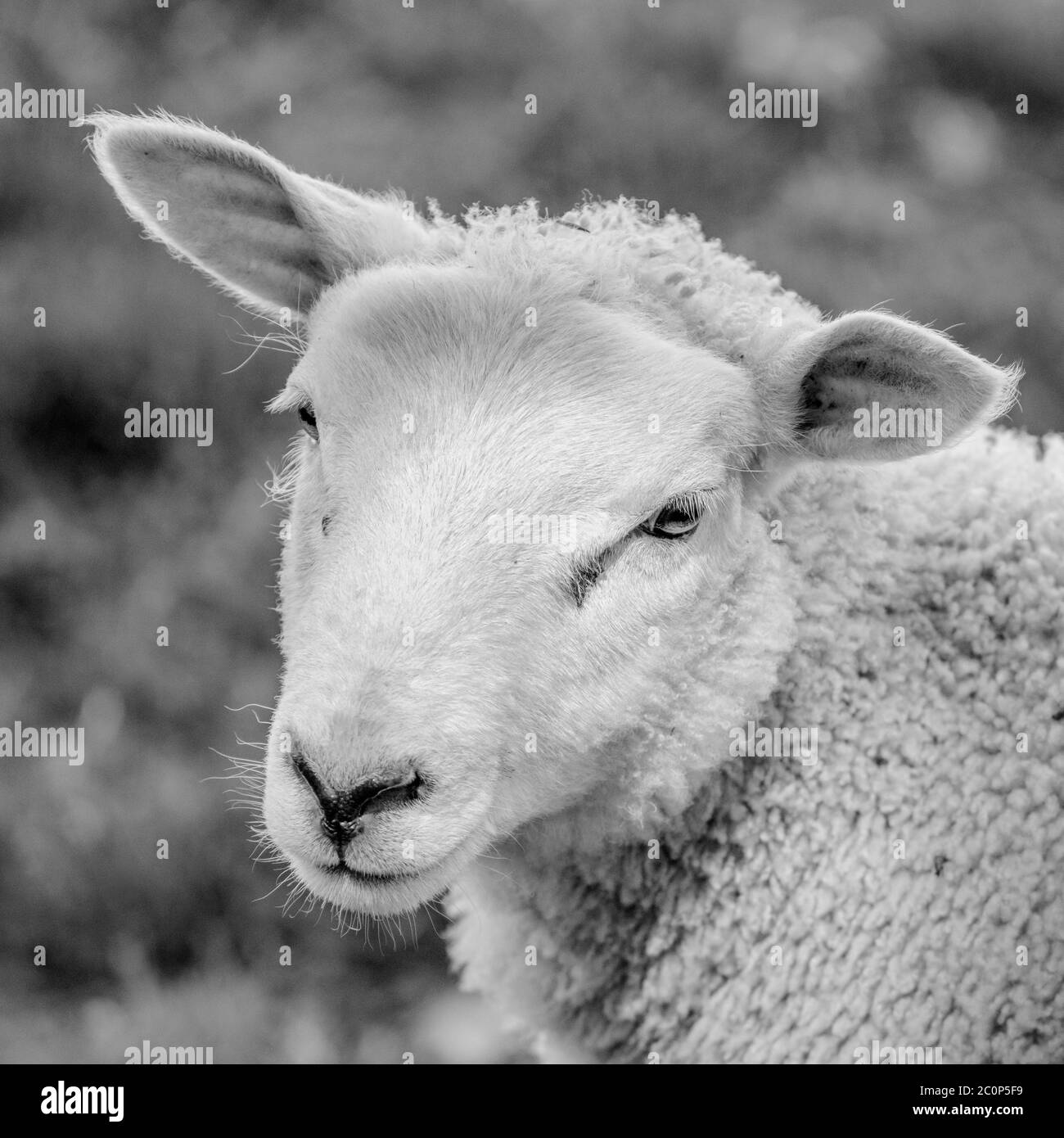 Close-up shot head of single lamb during the UK lambing season ...
