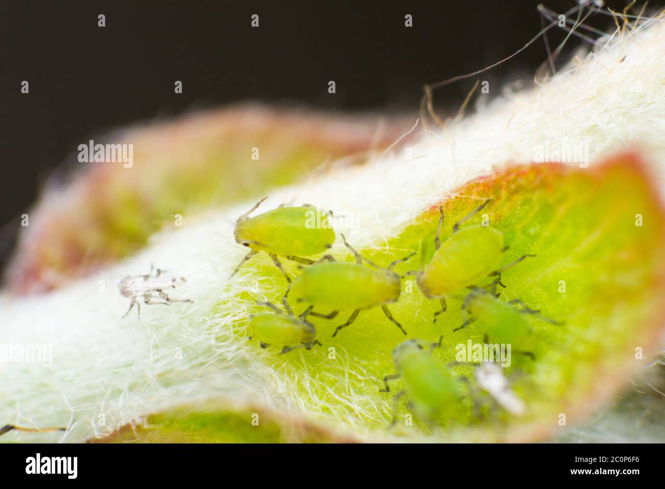 macro photo of aphids on tree branch Stock Photo - Alamy