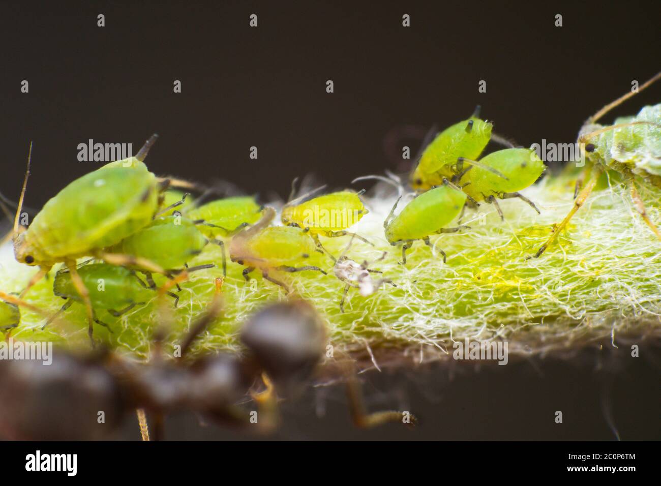 macro photo of aphids on tree branch Stock Photo - Alamy