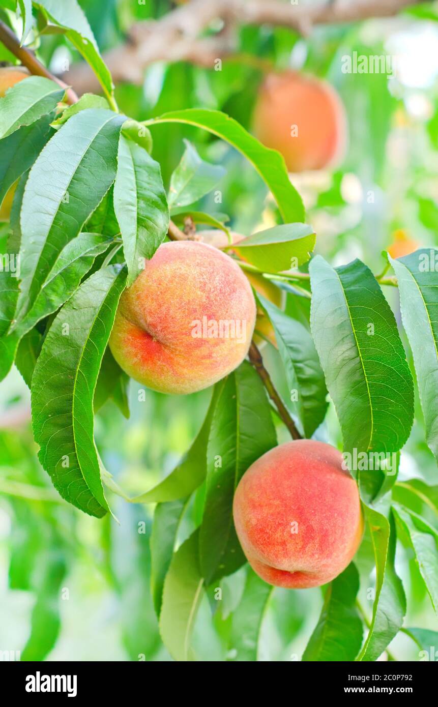 peach on tree Stock Photo - Alamy