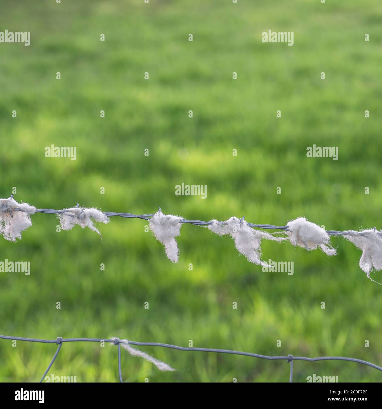 Fleece of sheep caught on fence hi-res stock photography and images - Alamy
