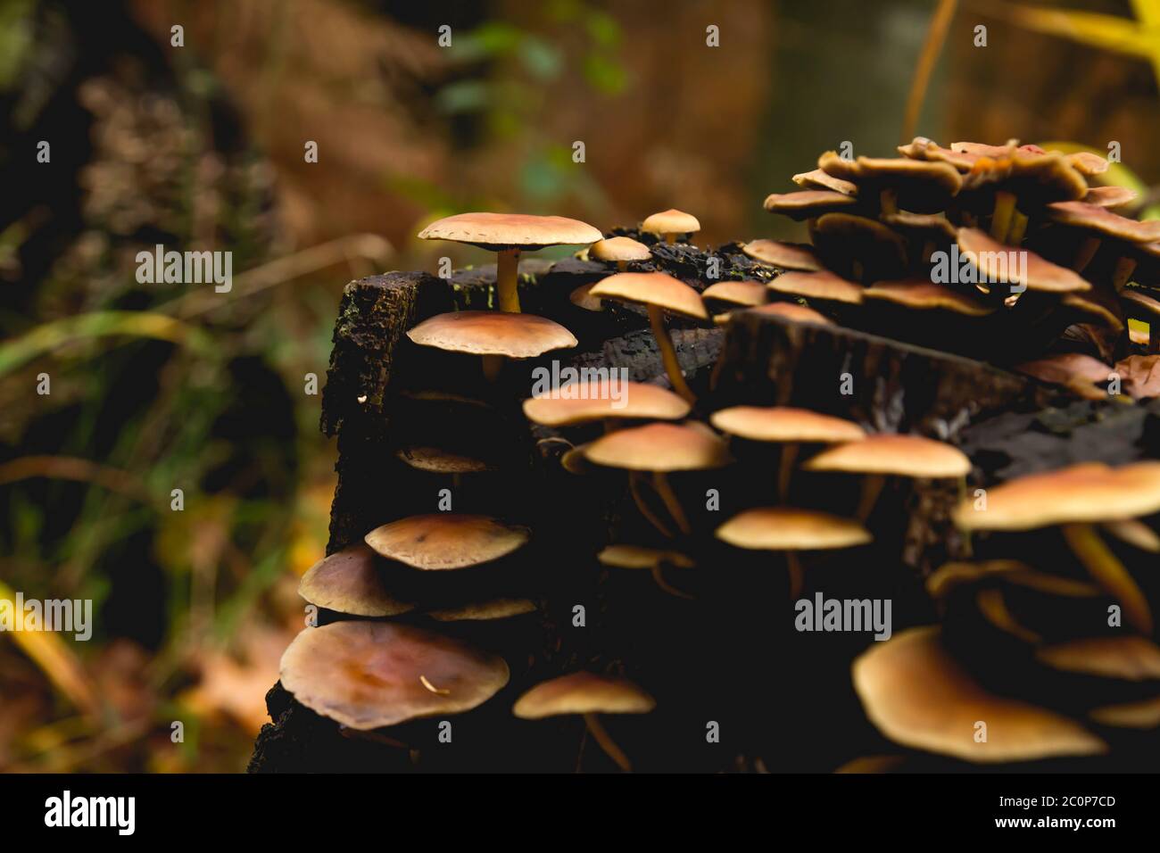 Wild mushrooms growing in the forest Stock Photo - Alamy