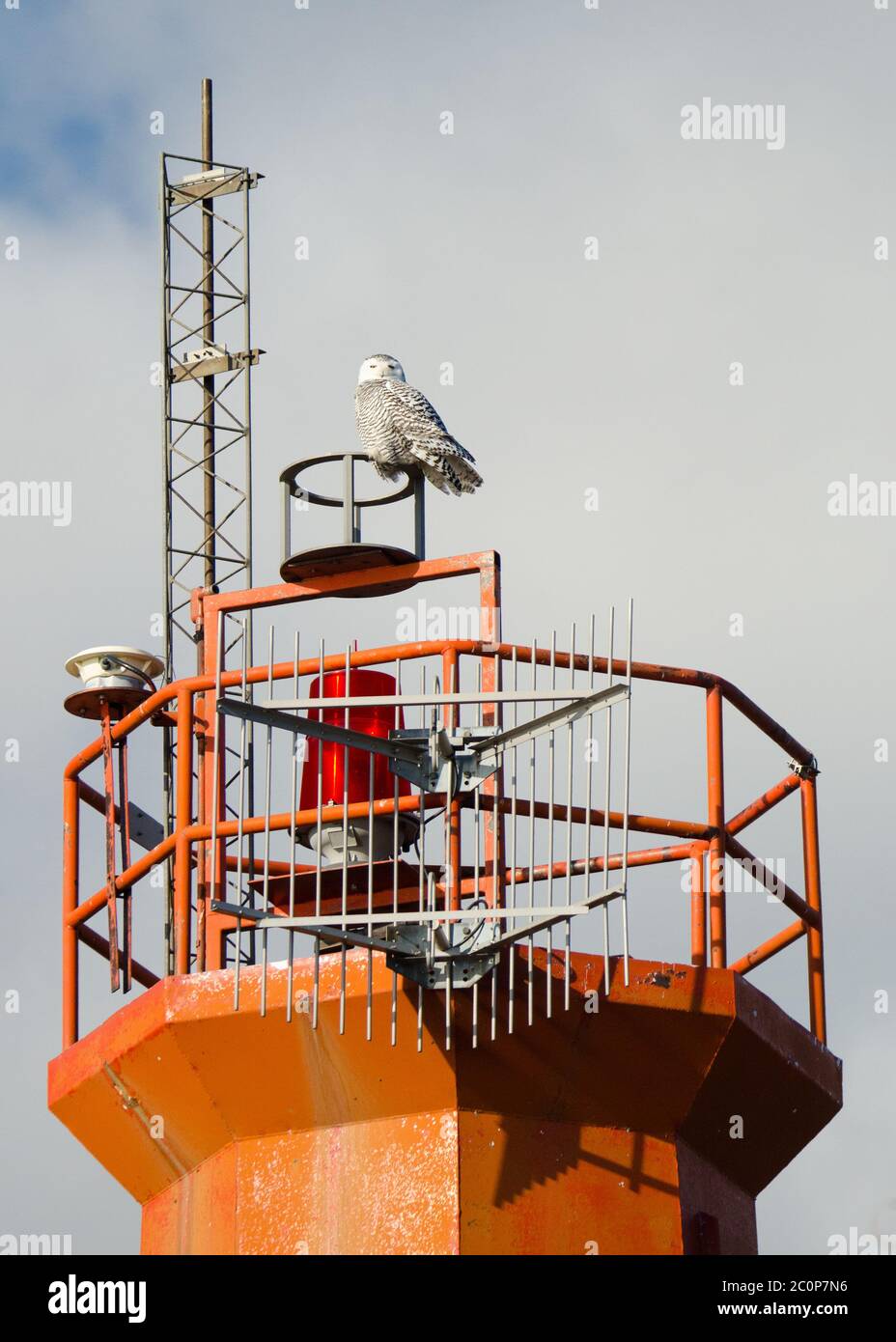 A Snowy Owl perches atop the Toronto Harbour Light at Tommy Thompson ...
