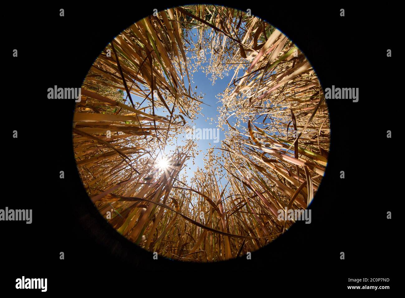 Fish eye sky orb hi-res stock photography and images - Alamy