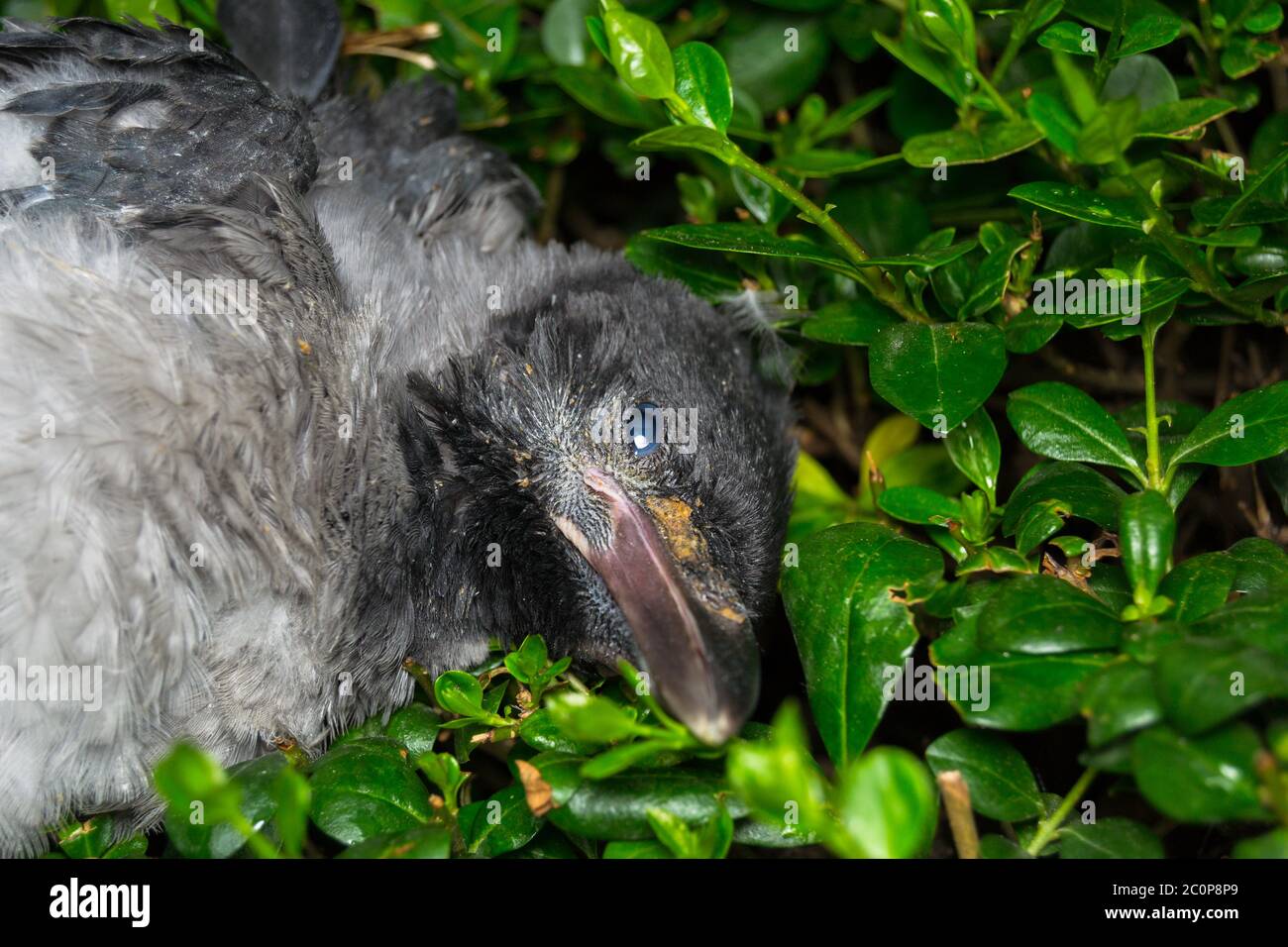 Dead crow hi-res stock photography and images - Alamy