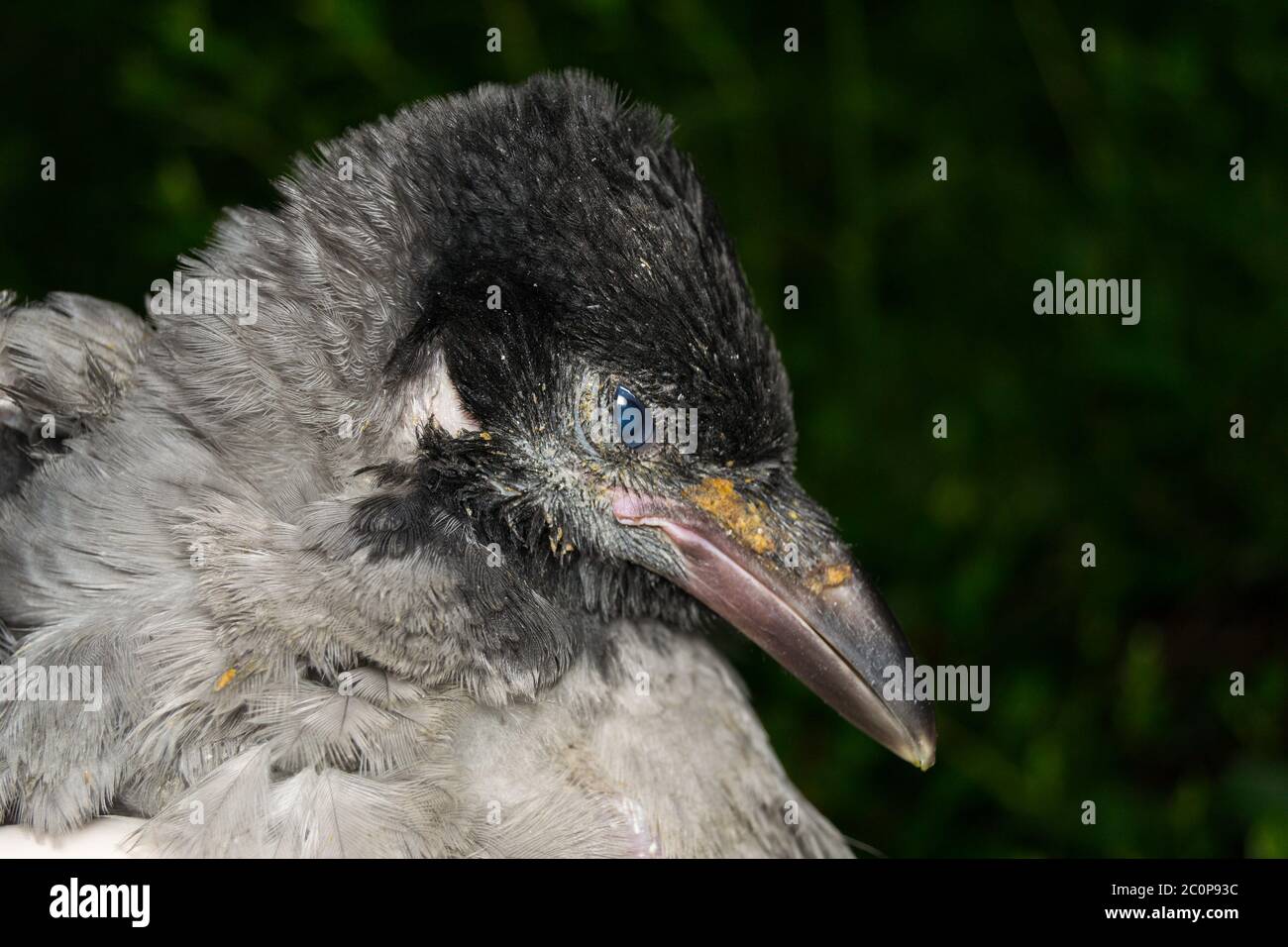 Dead Crow High Resolution Stock Photography and Images - Alamy