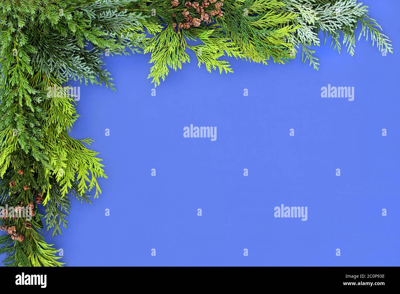 Winter greenery of cedar cypress leylandii & juniper fir leaves forming ...