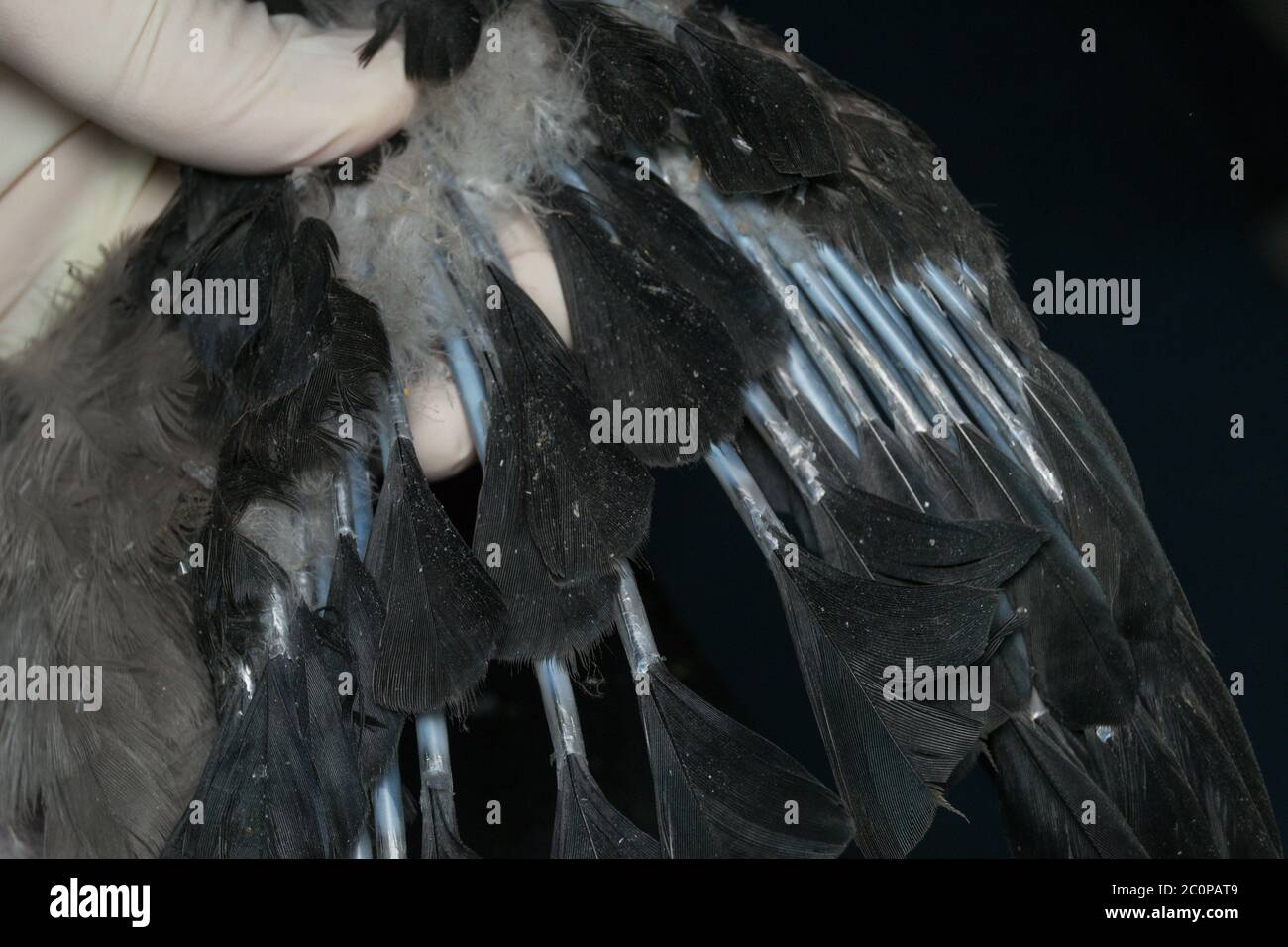 close-up photo of a young crow feather Stock Photo - Alamy