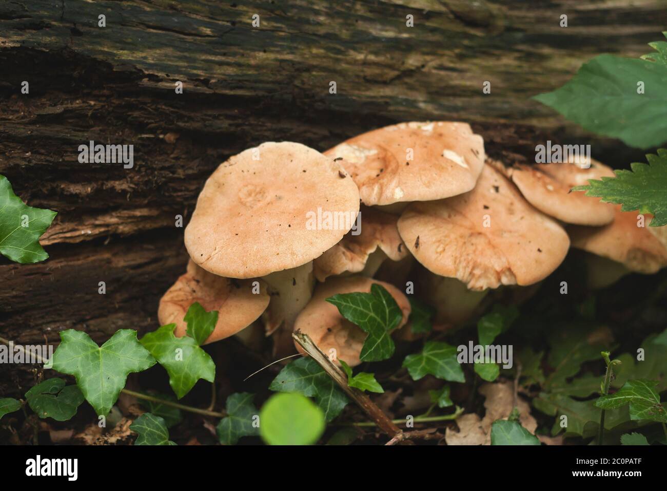 Wild mushrooms growing in the forest Stock Photo - Alamy