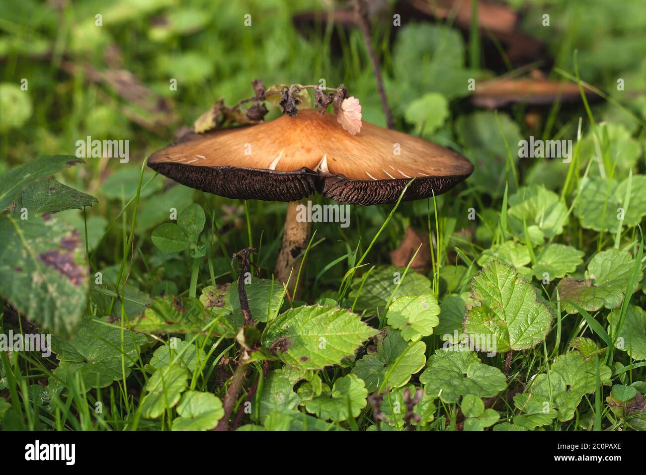Wild mushrooms growing in the forest Stock Photo - Alamy