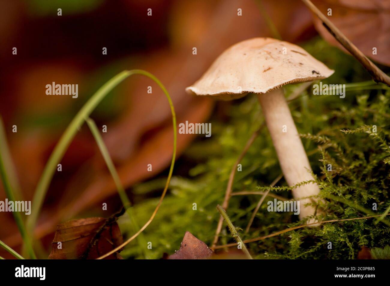 Wild mushrooms growing in the forest Stock Photo - Alamy