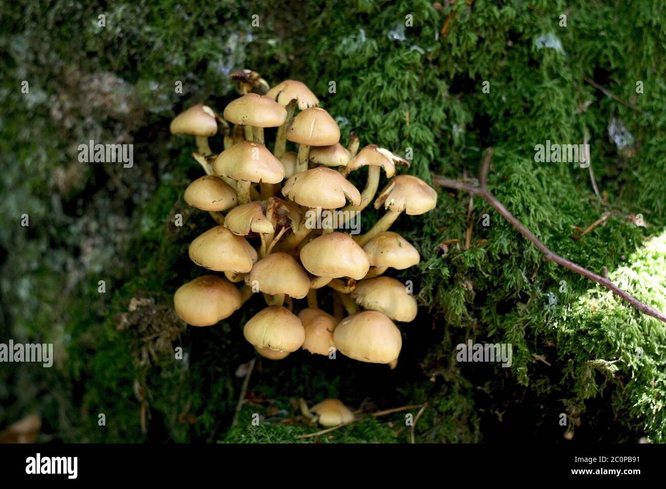 Wild mushrooms growing in the forest Stock Photo - Alamy