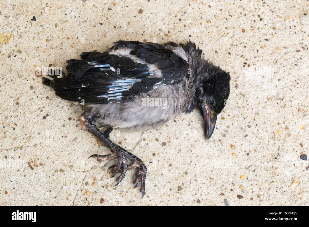 close-up photo of a dead crow Stock Photo - Alamy