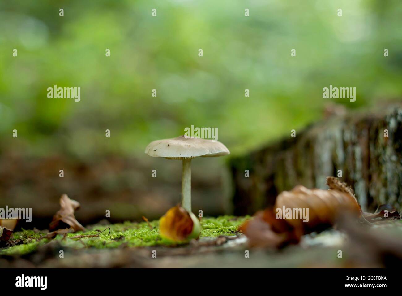 Wild mushrooms growing in the forest Stock Photo - Alamy
