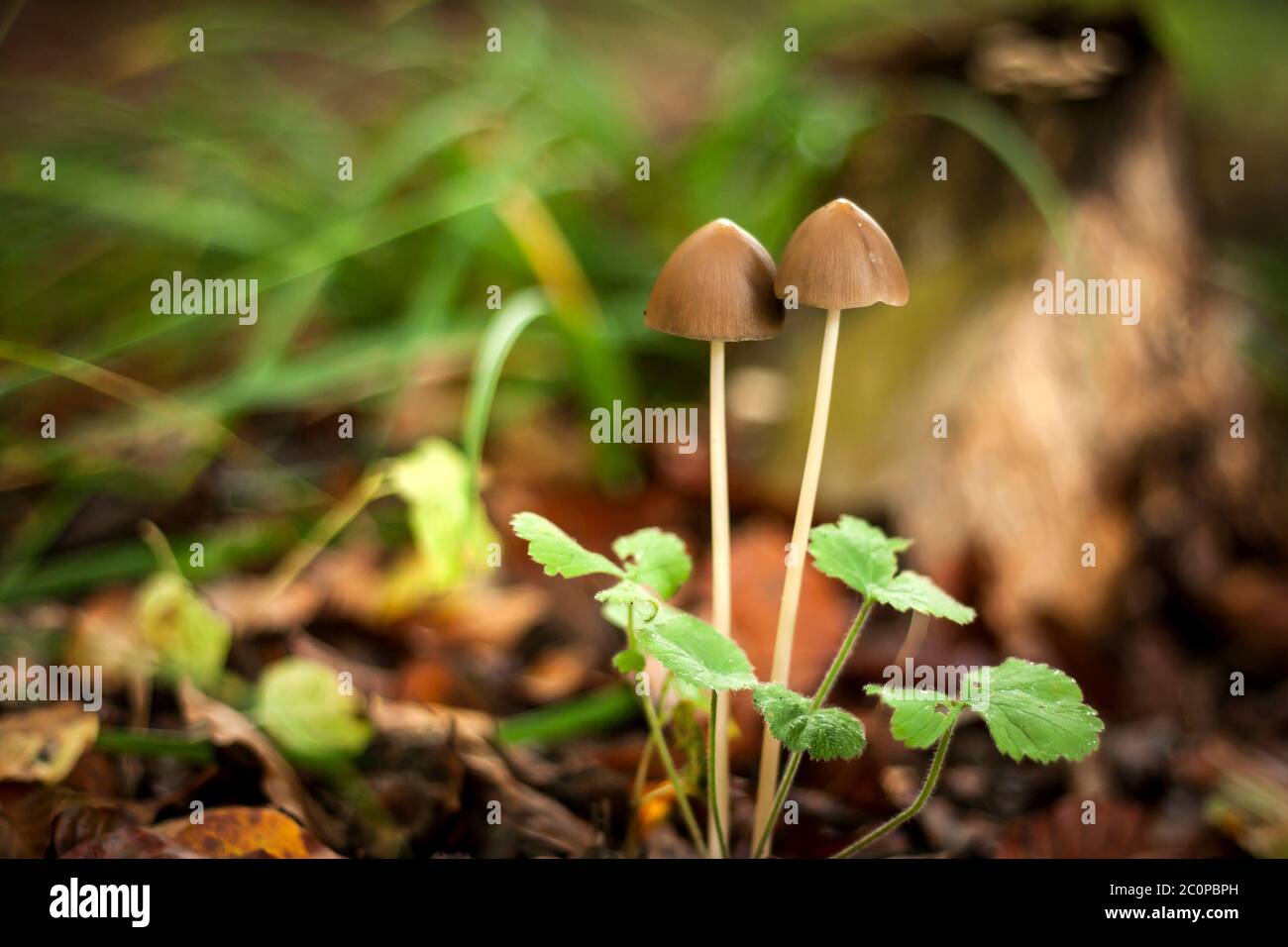 Wild mushrooms growing in the forest Stock Photo - Alamy