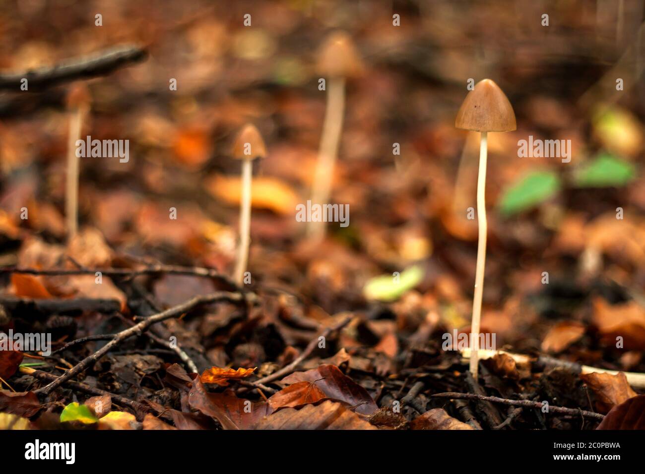 Wild mushrooms growing in the forest Stock Photo - Alamy
