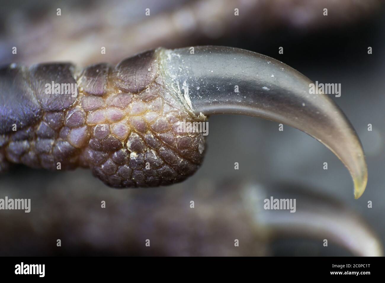 macro photo of a crow claw Stock Photo - Alamy