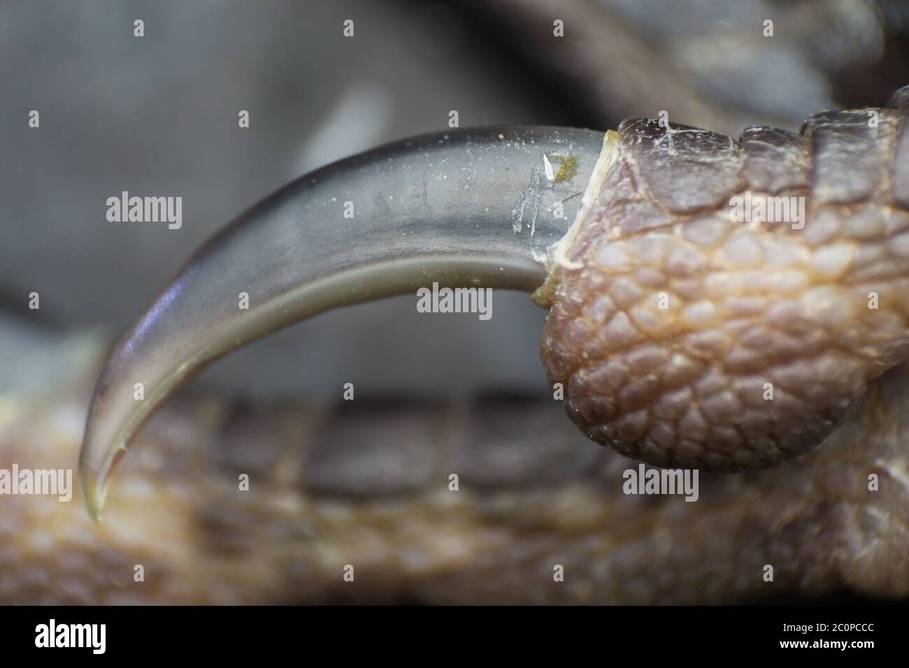 macro photo of a crow claw Stock Photo - Alamy