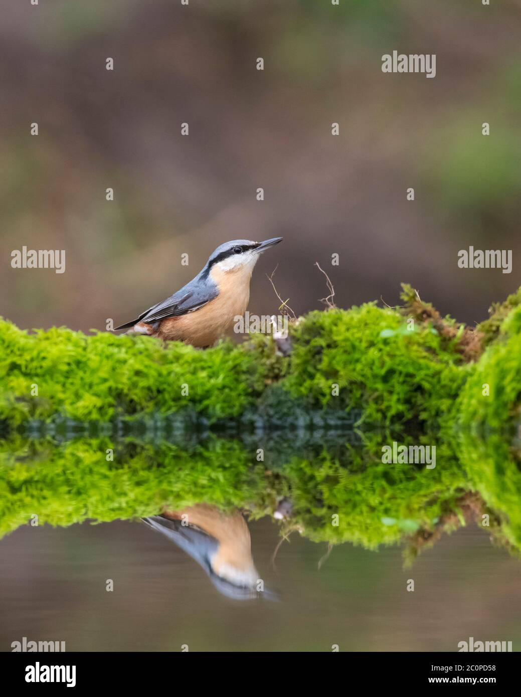Eurasian nuthatch hi-res stock photography and images - Alamy