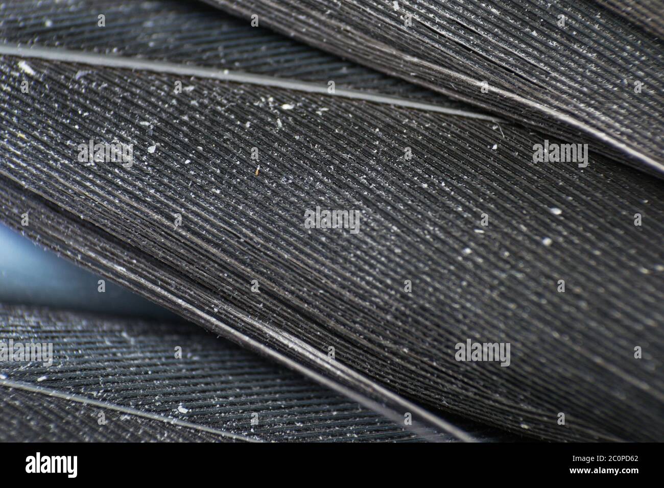 close-up photo of a young crow feather Stock Photo - Alamy