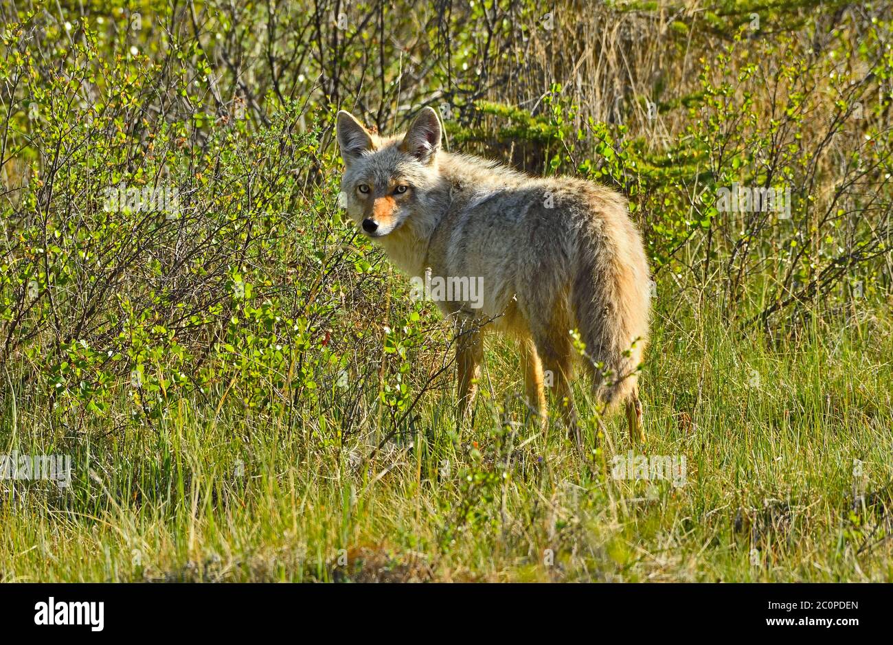 Coyote looking back hi-res stock photography and images - Alamy