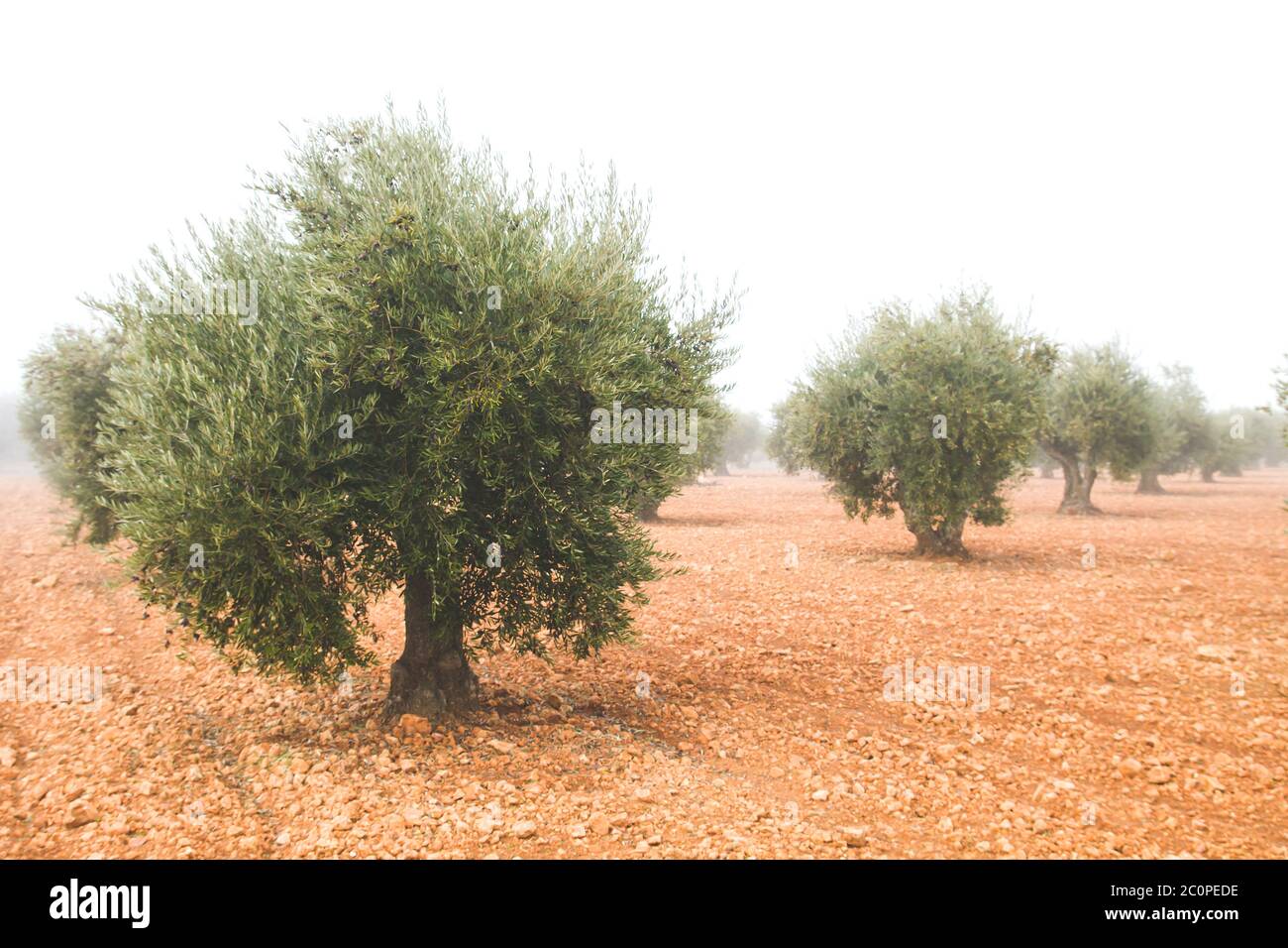Olea europaea or olive trees farm Stock Photo - Alamy