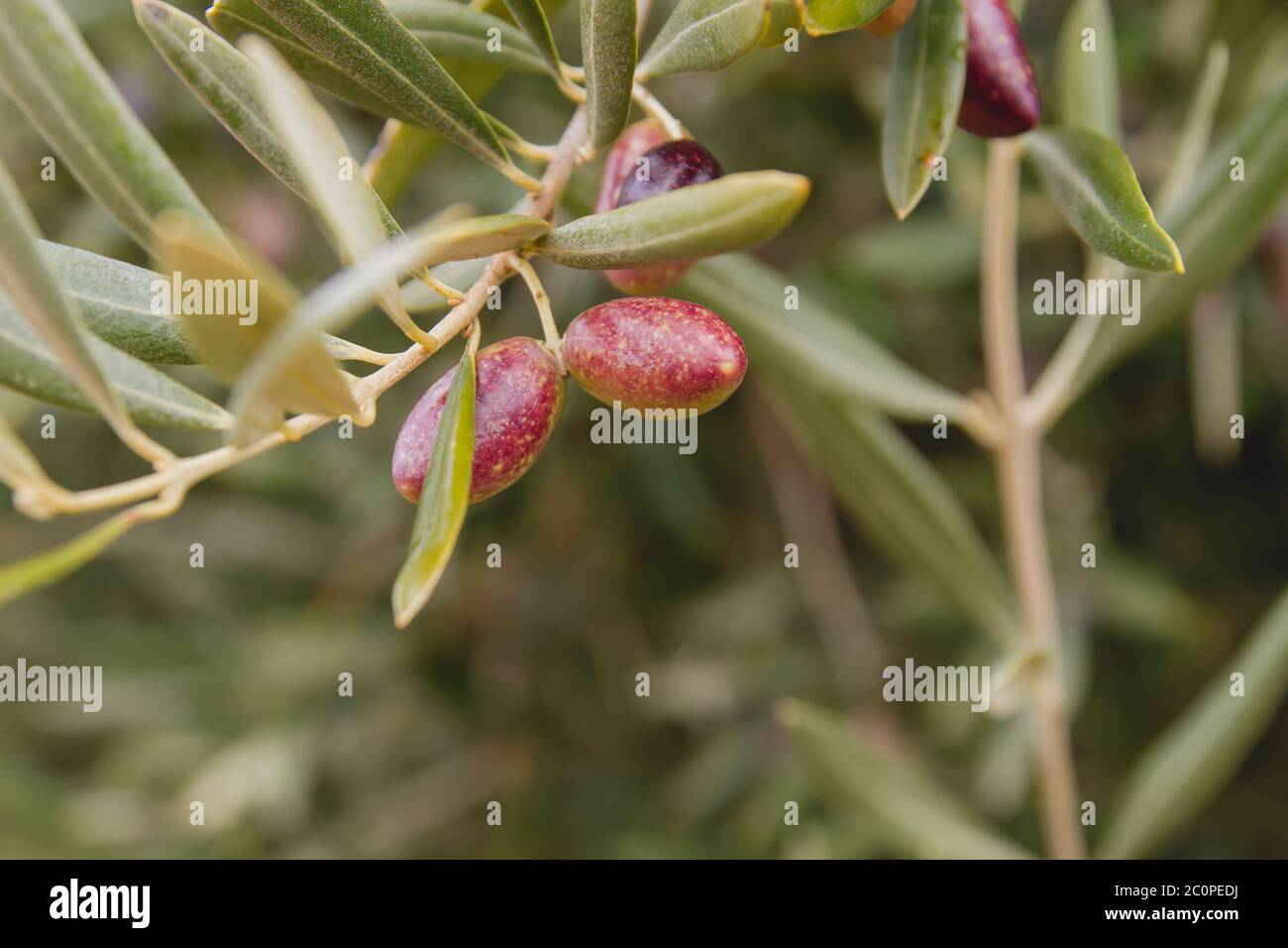 Detail of olea europaea or olive tree ripe fruits and green foliage ...