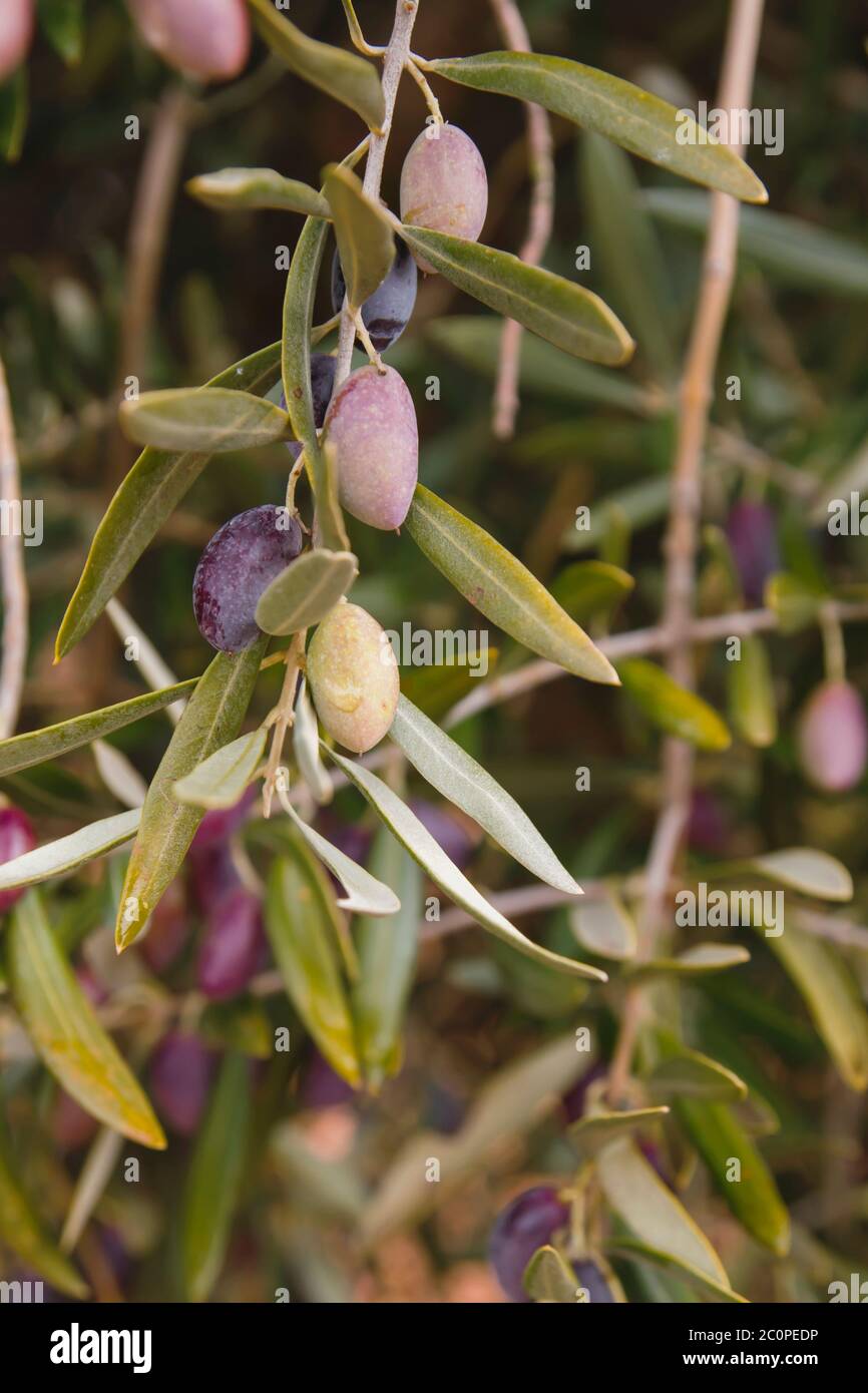 Detail of olea europaea or olive tree ripe fruits and green foliage ...