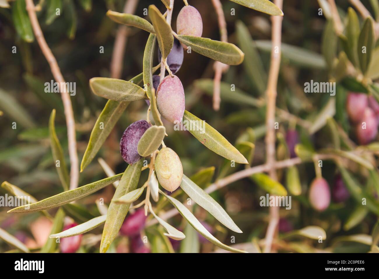 Detail of olea europaea or olive tree ripe fruits and green foliage ...