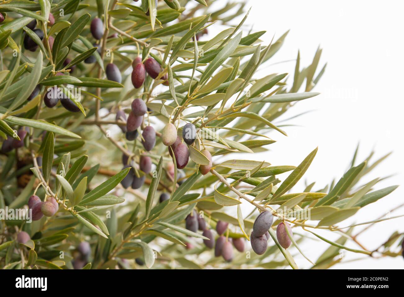 Detail of olea europaea or olive tree ripe fruits and green foliage ...