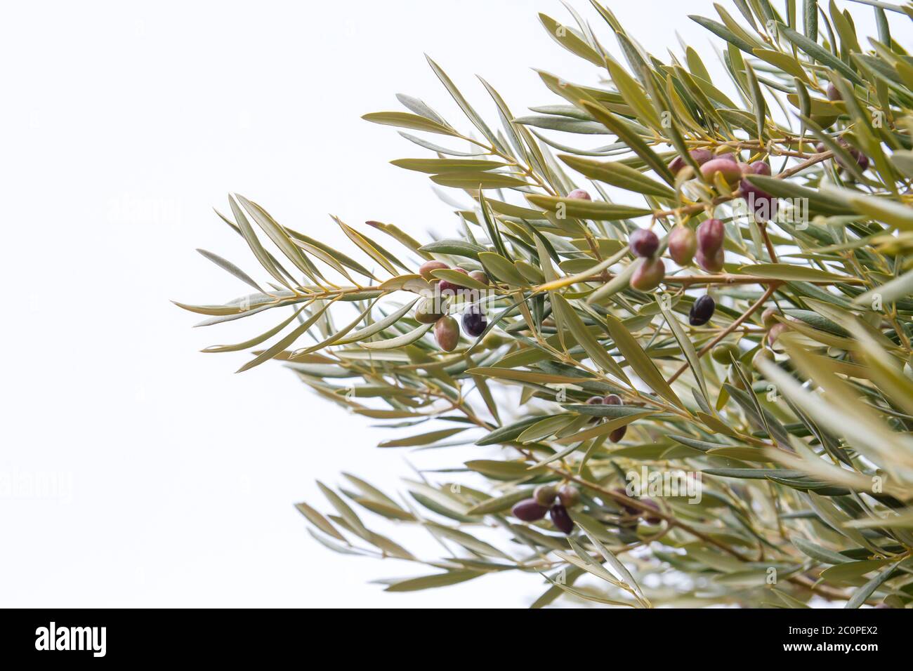 Detail of olea europaea or olive tree ripe fruits and green foliage ...