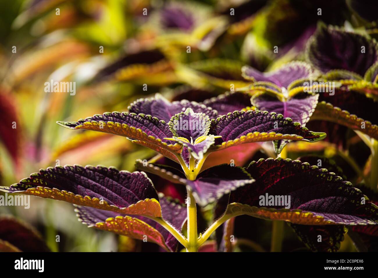 Flowers in the rainforest in Grenada Stock Photo - Alamy