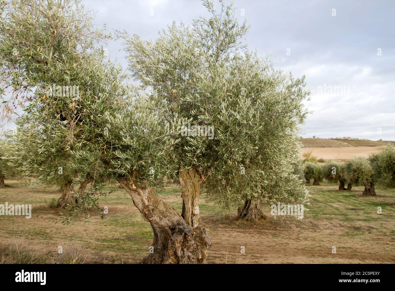 Olea europaea or olive trees farm Stock Photo - Alamy