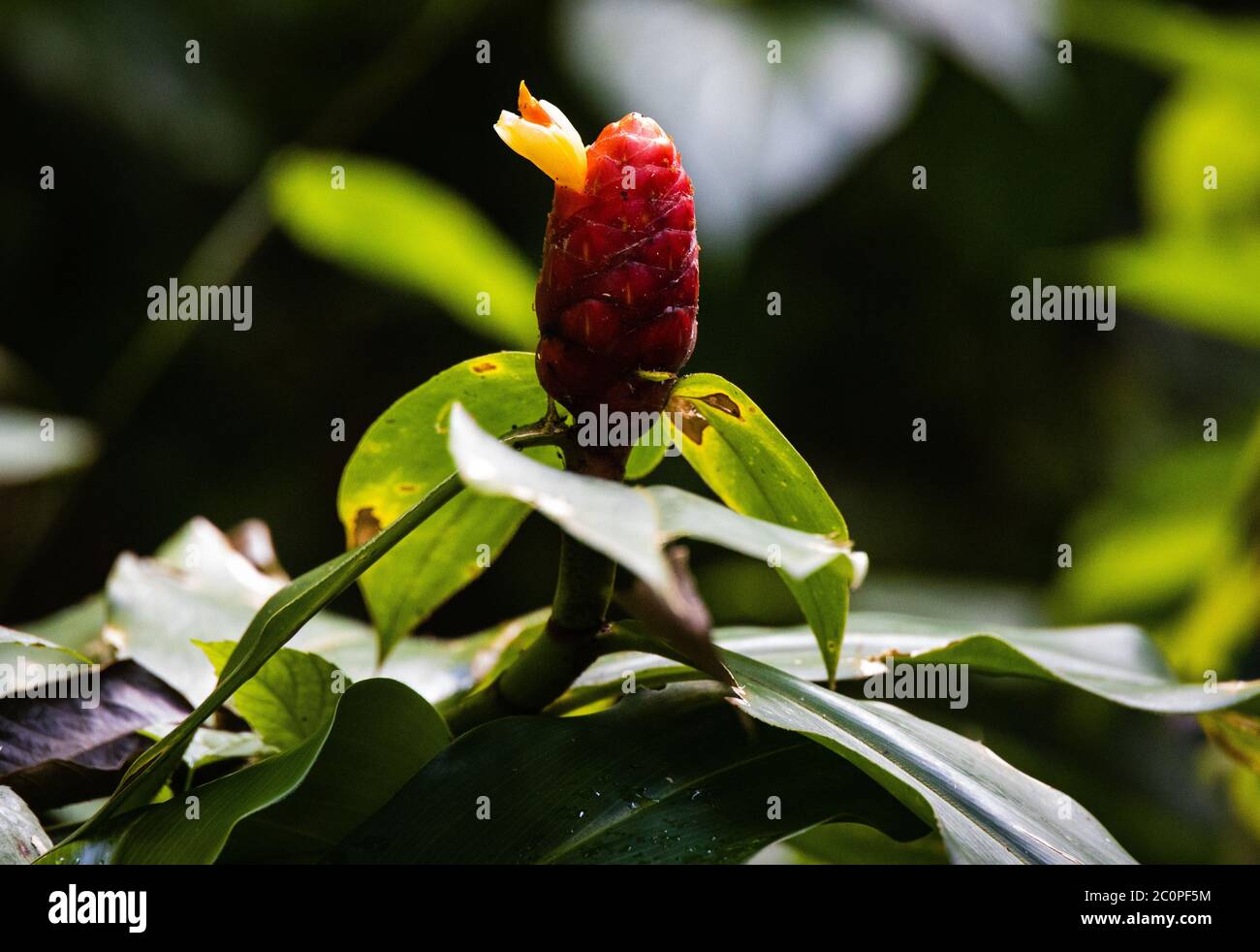 Flowers in the rainforest in Grenada Stock Photo - Alamy