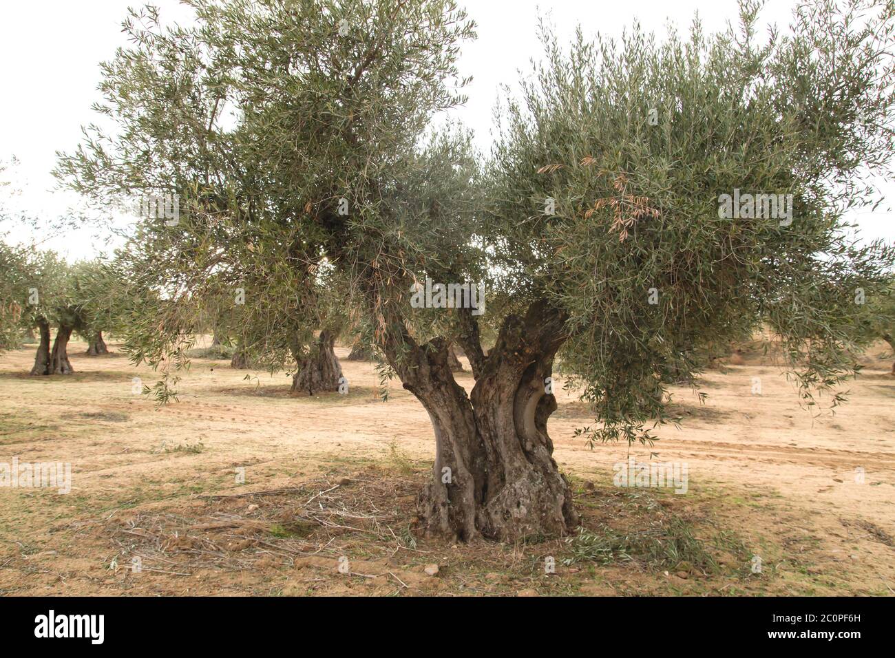 Olive tree olea europaea branches hi-res stock photography and images ...