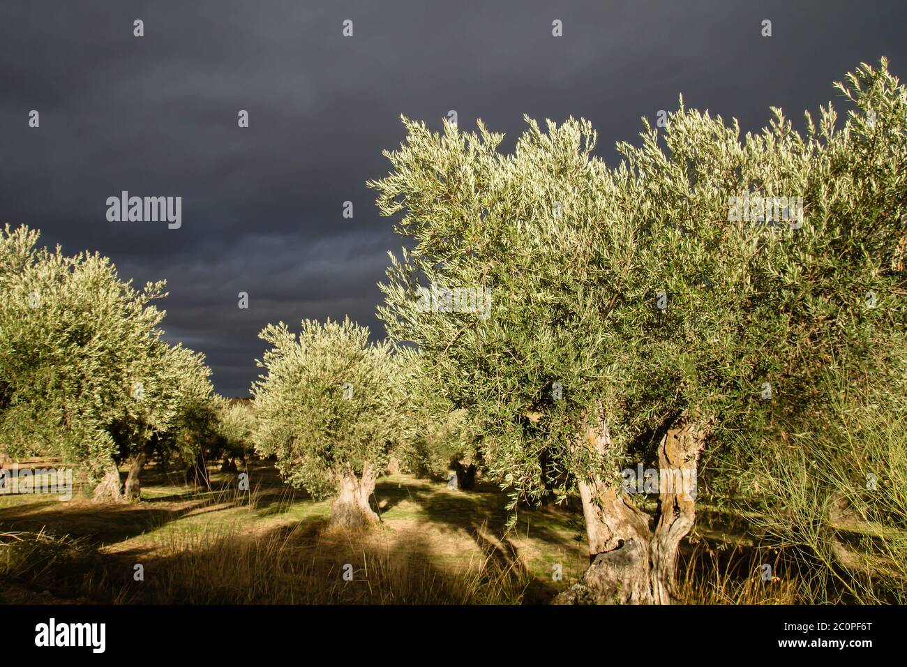 Olive trees farm hi-res stock photography and images - Alamy