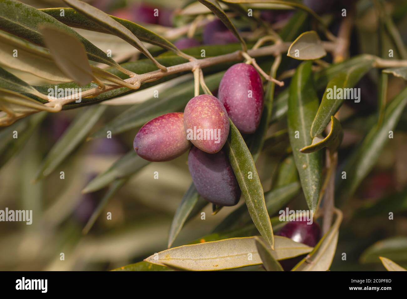 Detail of olea europaea or olive tree ripe fruits and green foliage ...