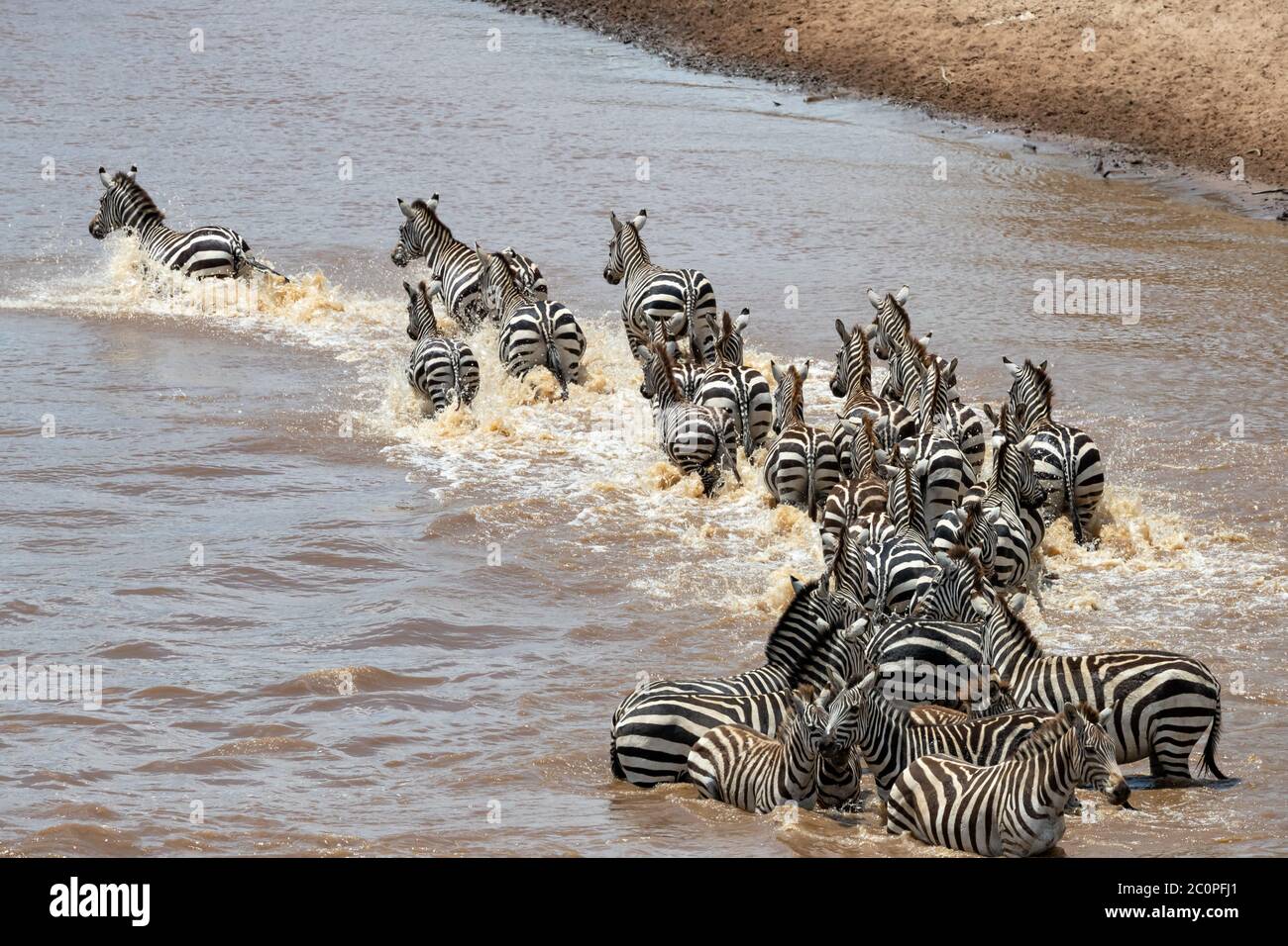 A herd of zebra cross the Mara River during the annual Great Migration ...