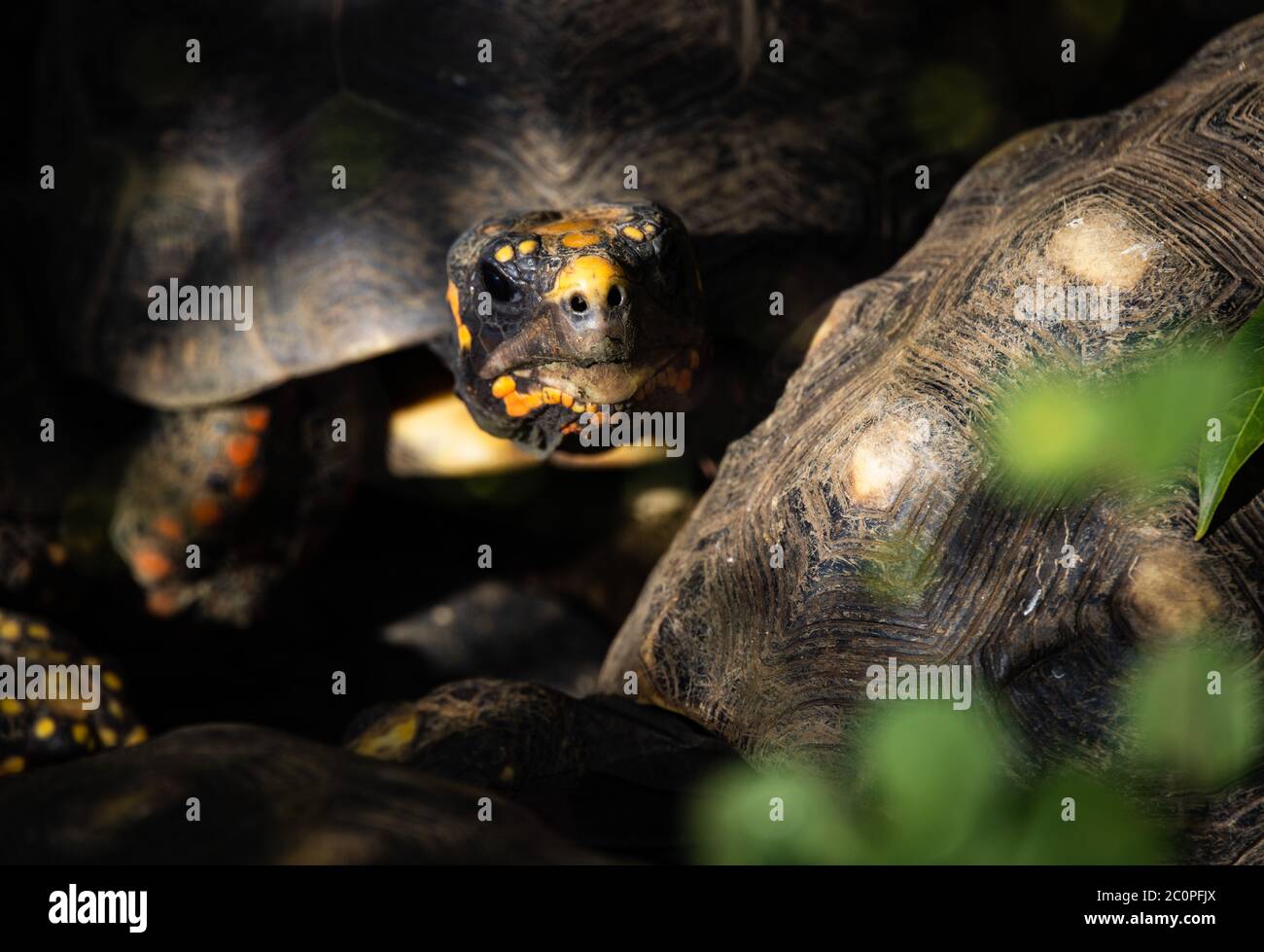 Tortoise in Road Town, Tortola, Caribbean Stock Photo - Alamy