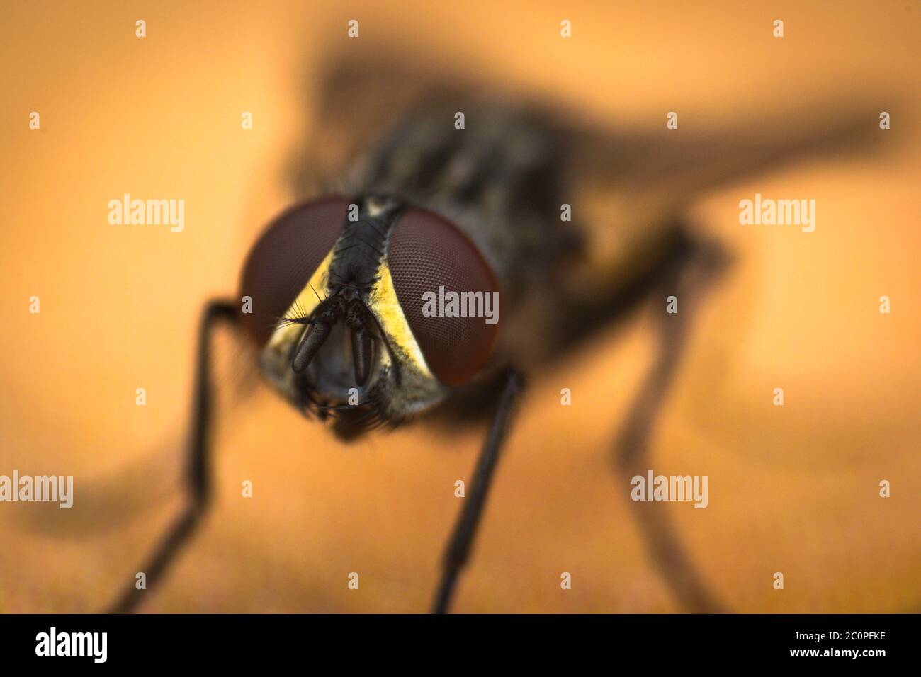 Domestic fly hi-res stock photography and images - Alamy