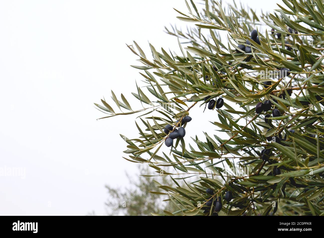 Detail of olea europaea or olive tree ripe fruits and green foliage ...