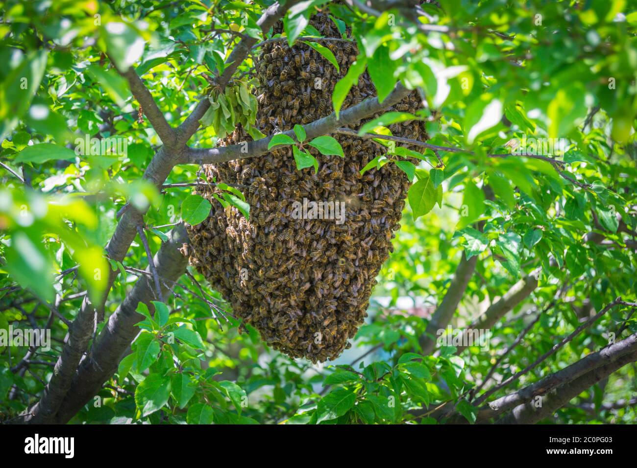 bee swarming in spring season Stock Photo - Alamy