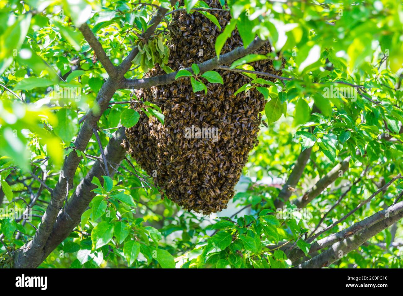 Bee swarming hi-res stock photography and images - Alamy