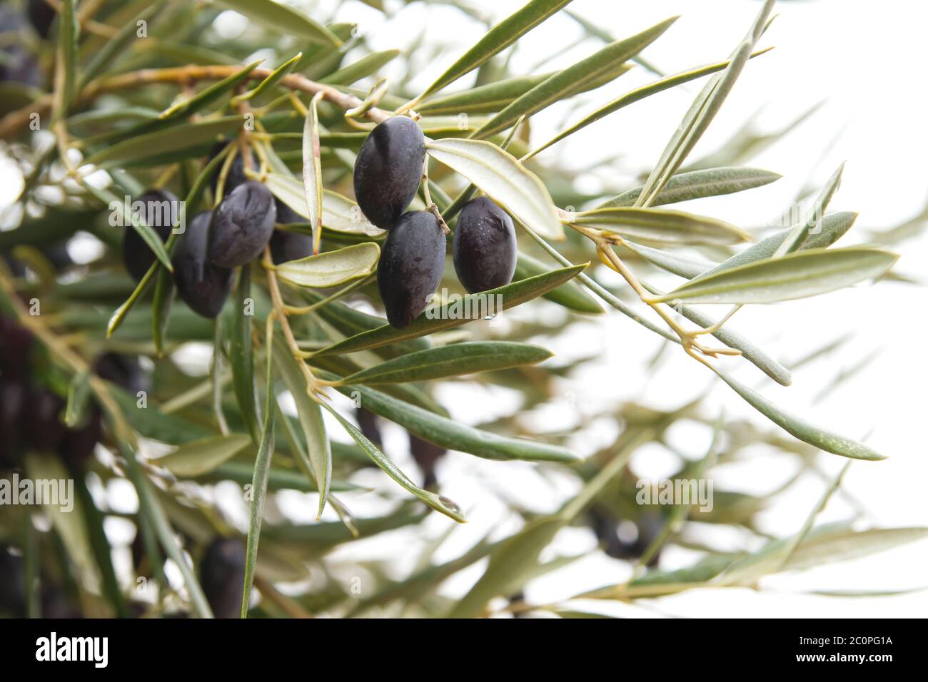 Detail of olea europaea or olive tree ripe fruits and green foliage ...