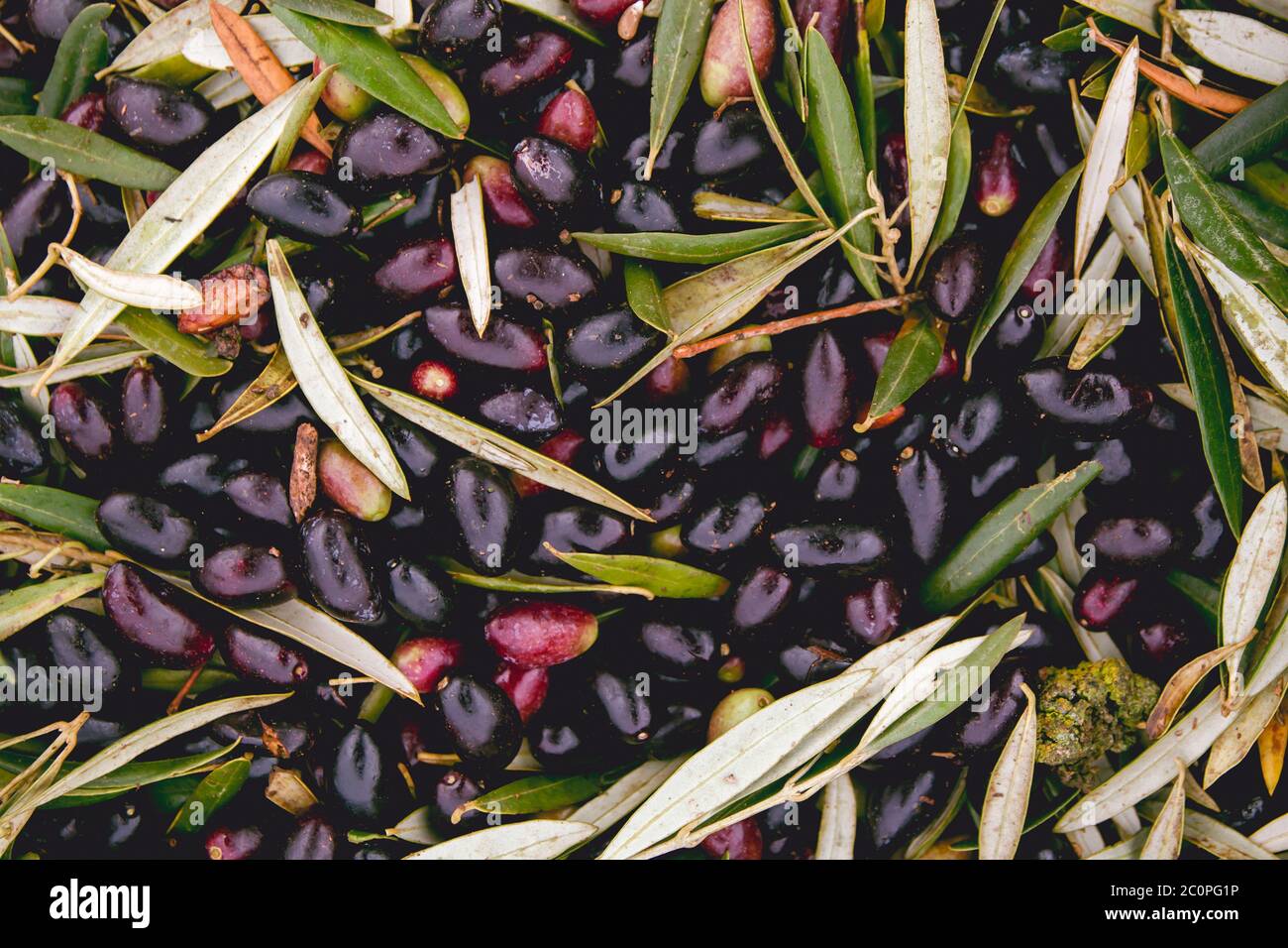 Ripe olive fruits harvest pile Stock Photo - Alamy
