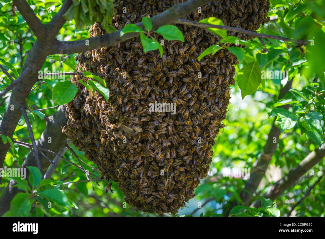 Bee swarming hi-res stock photography and images - Alamy